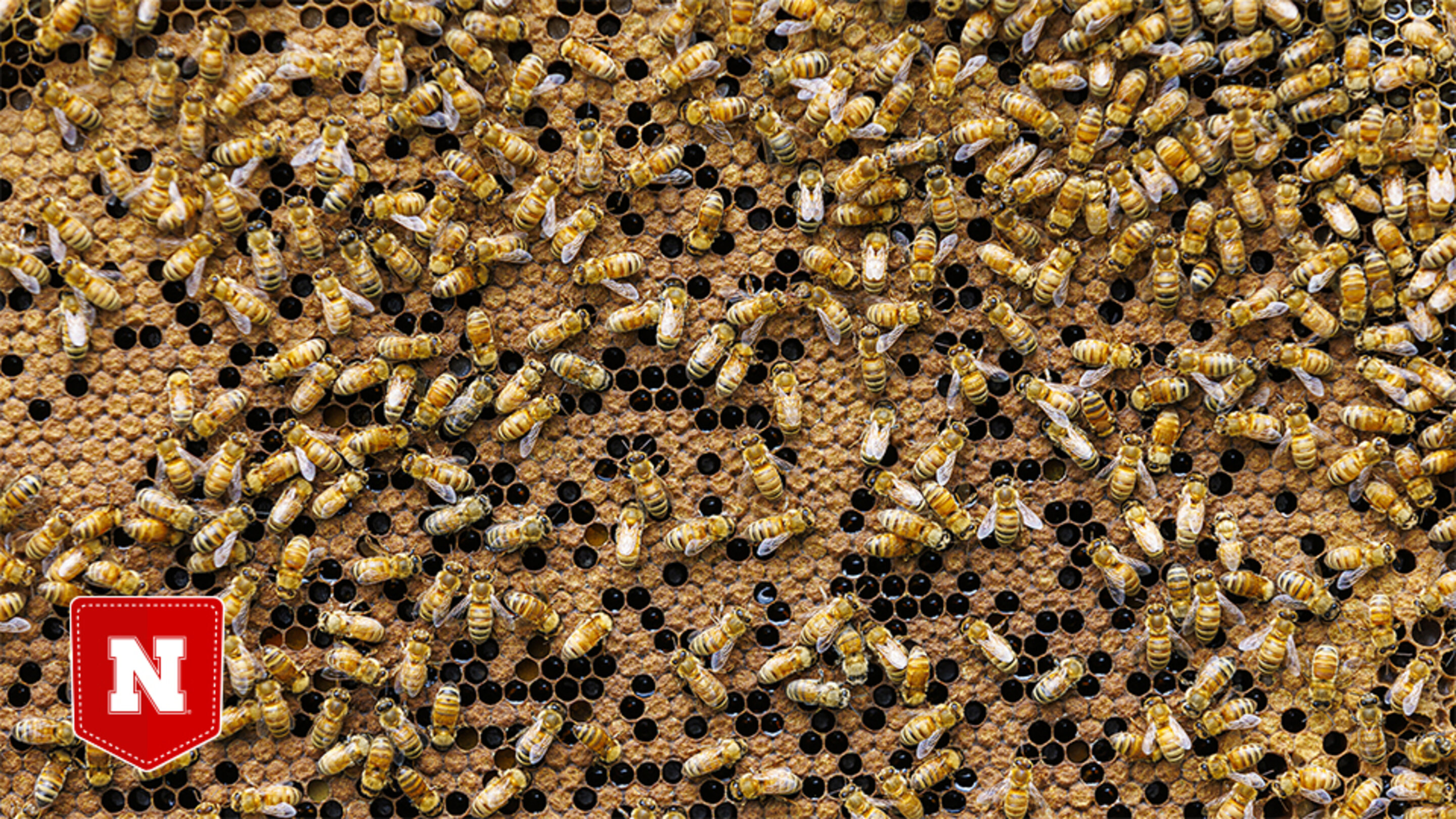 Bee Lab | Nebraska