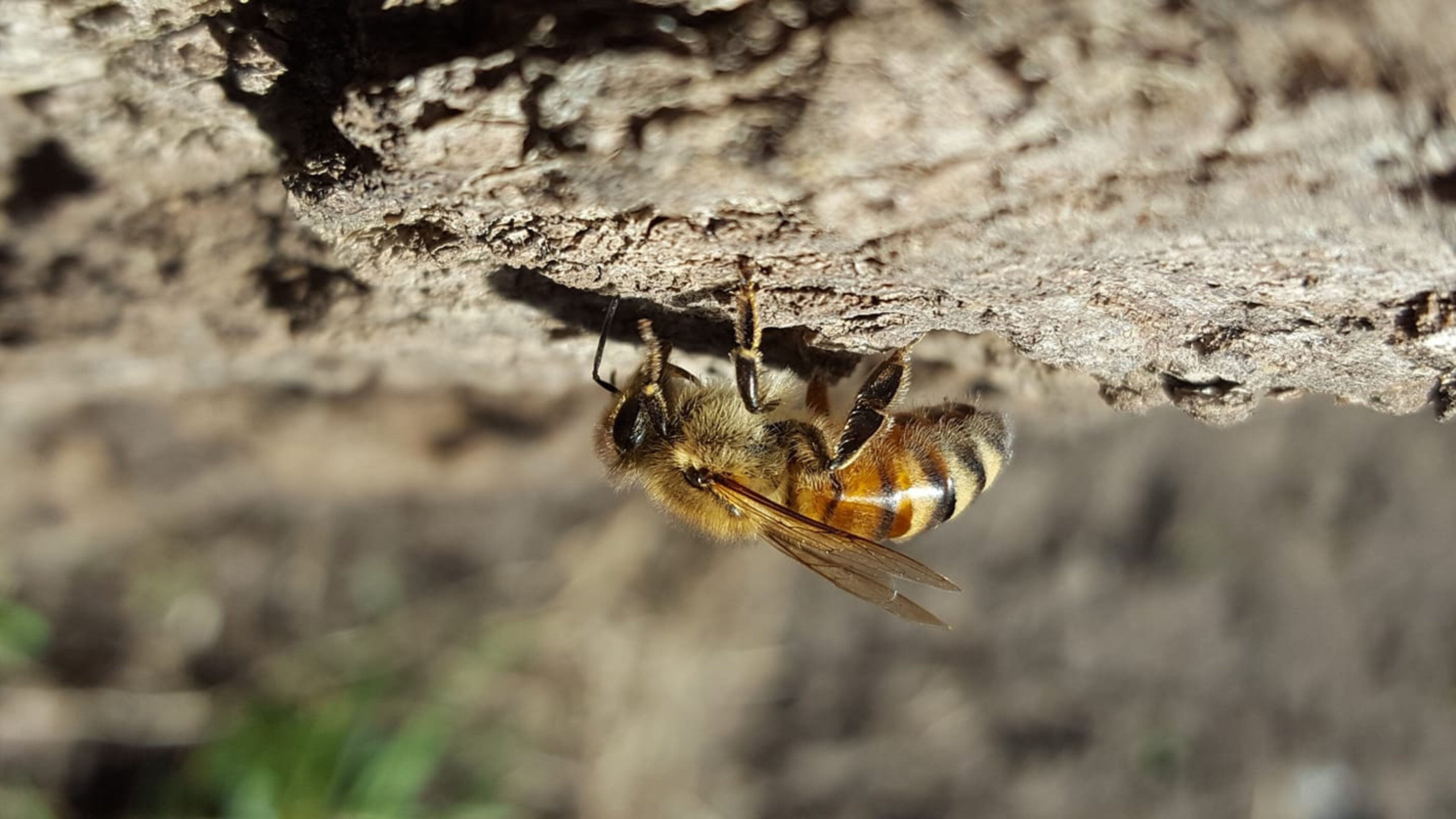 Bee Removal | Bee Lab | Nebraska