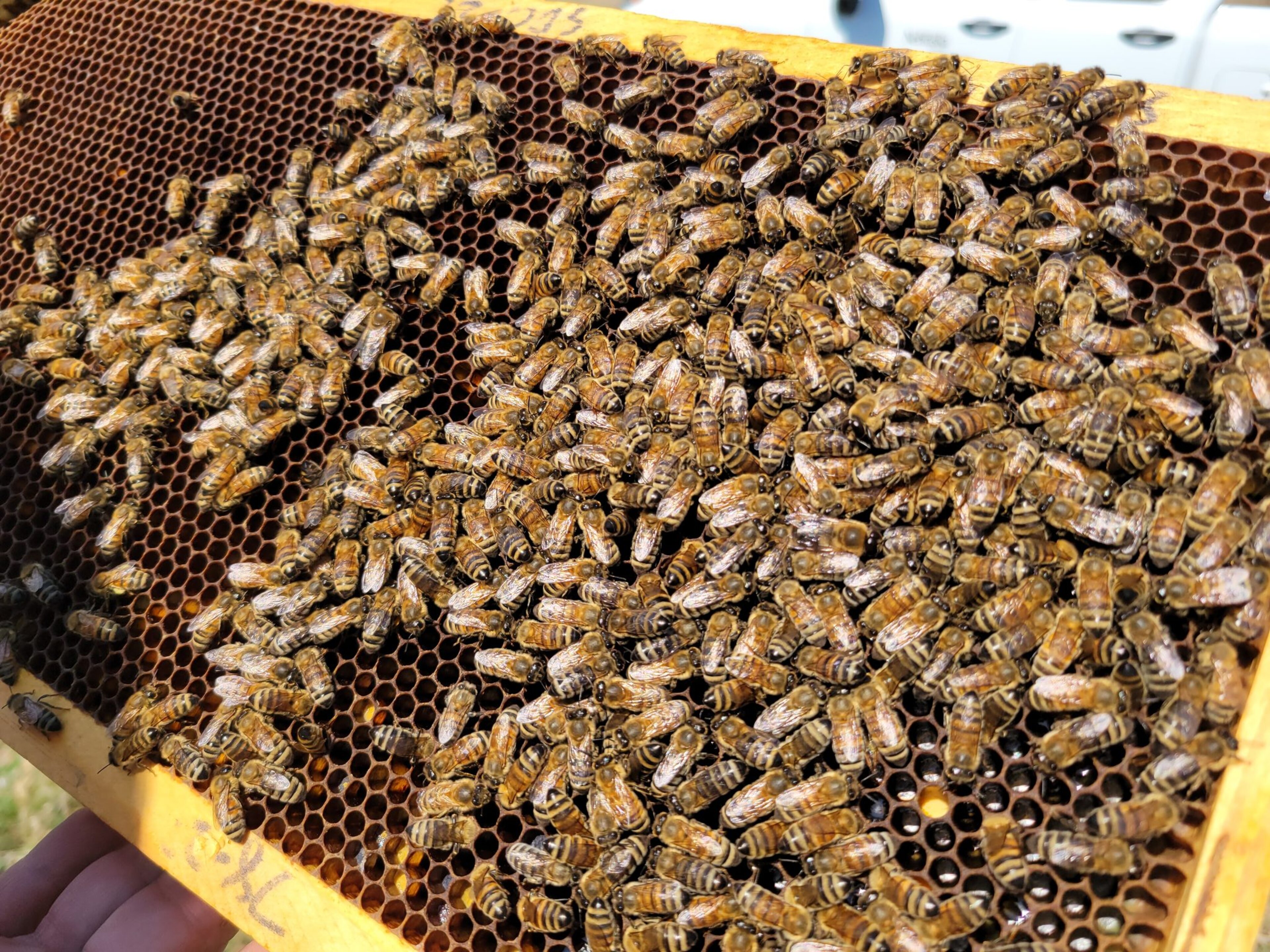 Beekeeping Workshops & Hive Inspections | Bee Lab | Nebraska